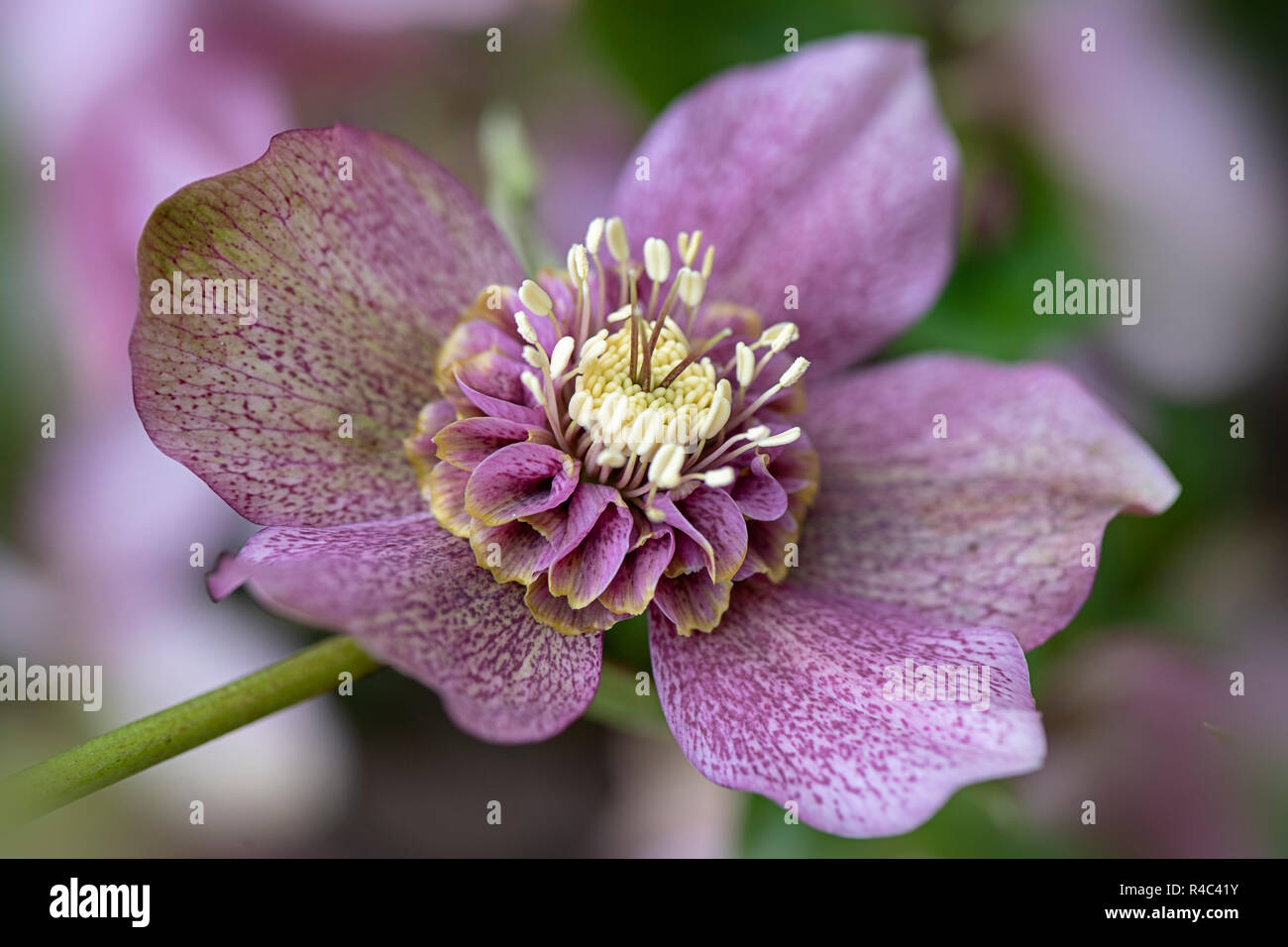 Tutu plant hi-res stock photography and images - Alamy