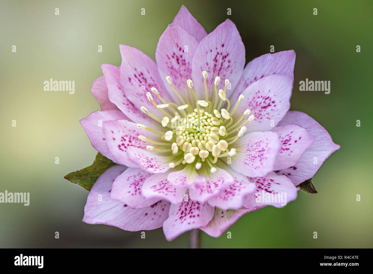Single flowering stem hi-res stock photography and images - Alamy