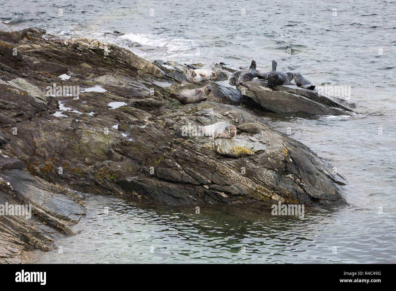 Harbour seals laying on the shore, Shetland Islands Stock Photo - Alamy