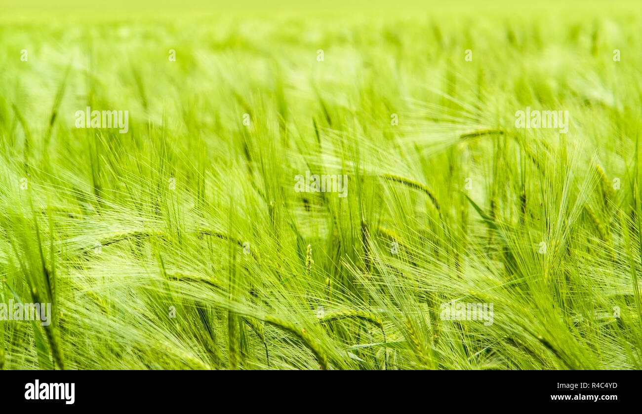 barley field detail Stock Photo - Alamy