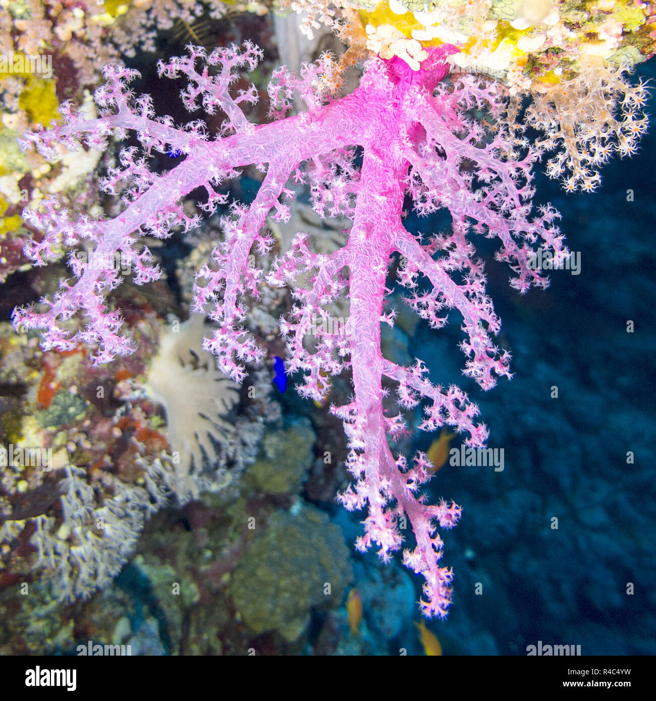 Soft coral pink Dendronephthya in tropical sea, underwater Stock Photo ...