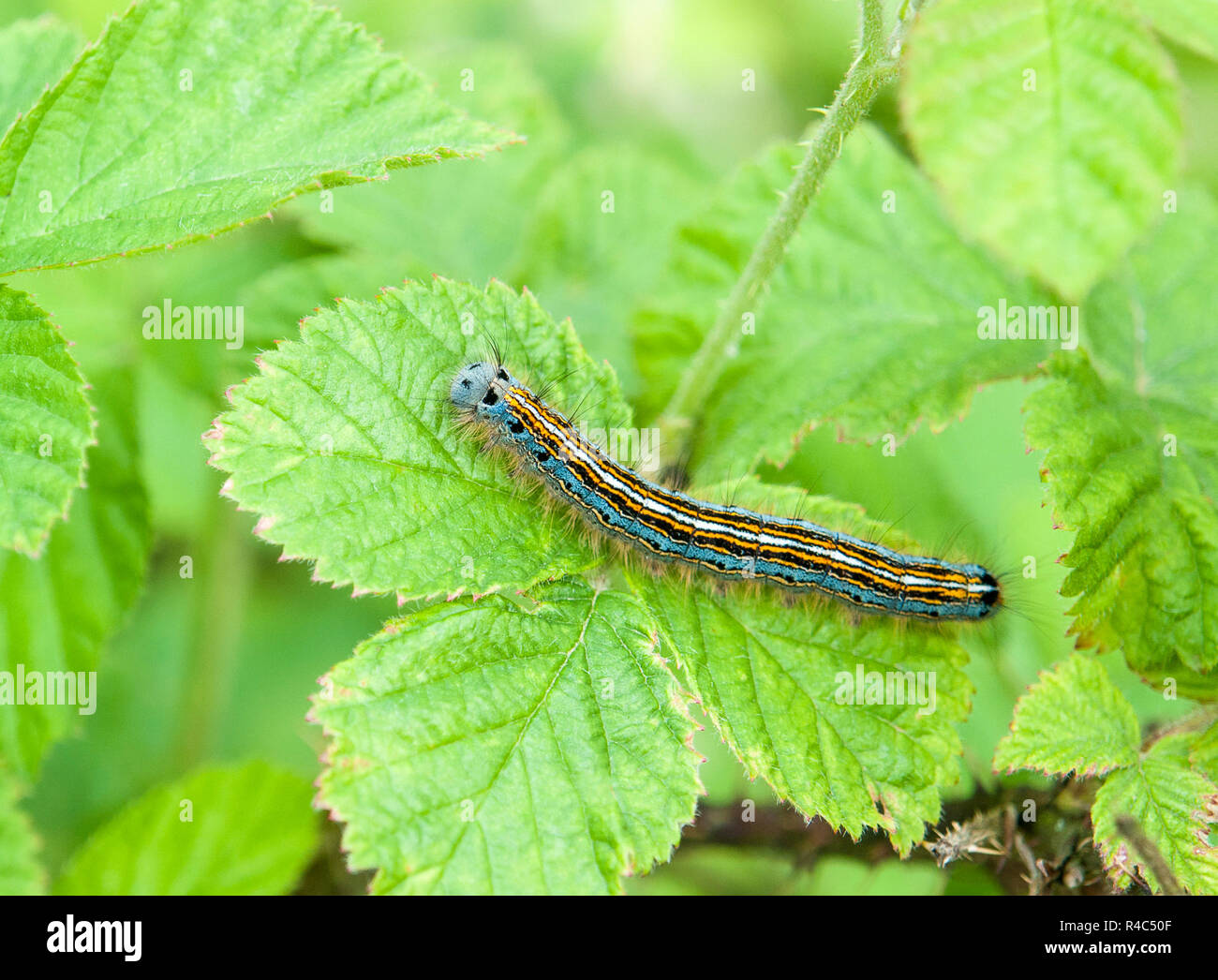 Lackey moth caterpillar larva hi-res stock photography and images - Alamy