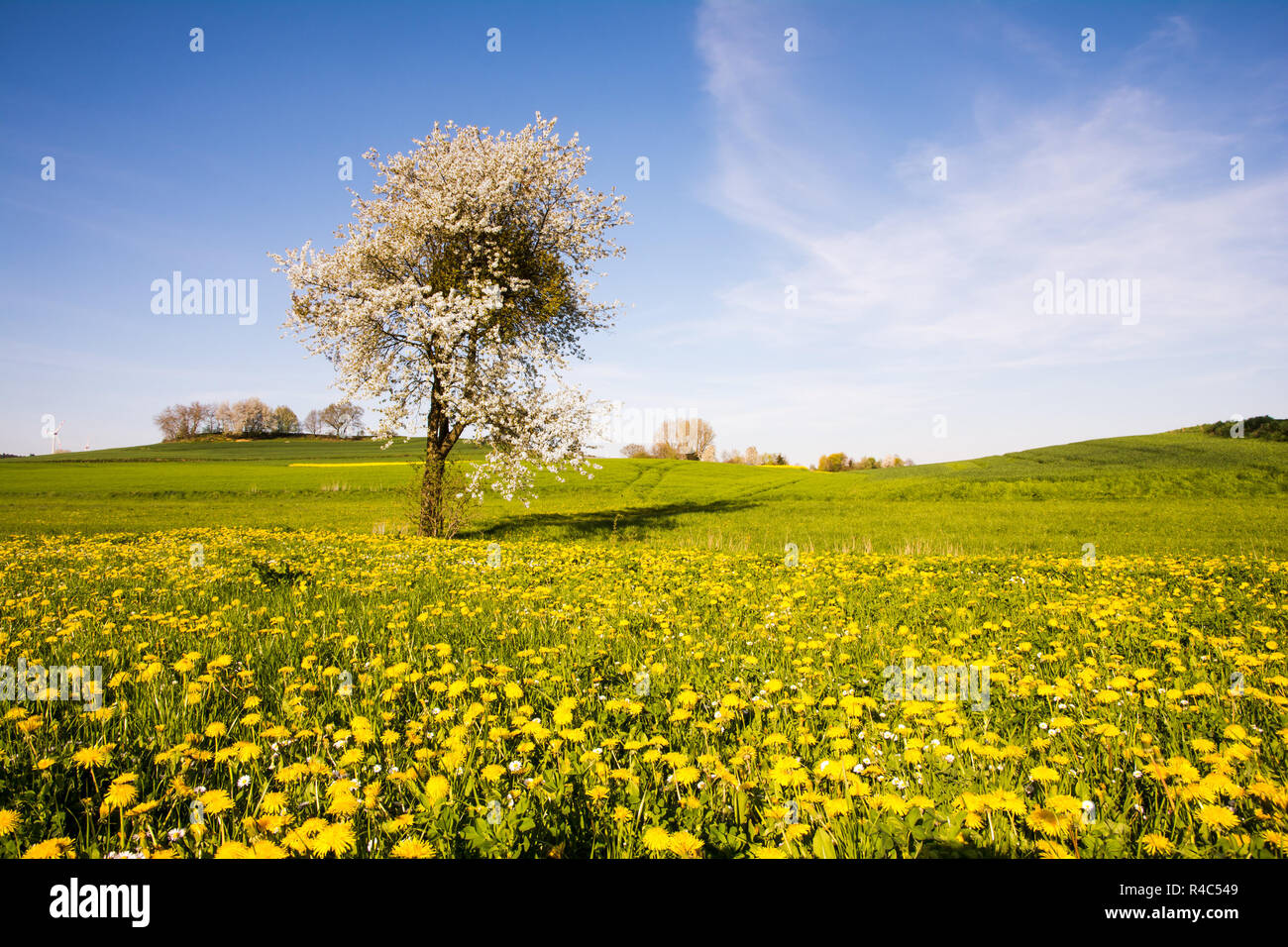 Landscape with a flowering tree Stock Photo - Alamy