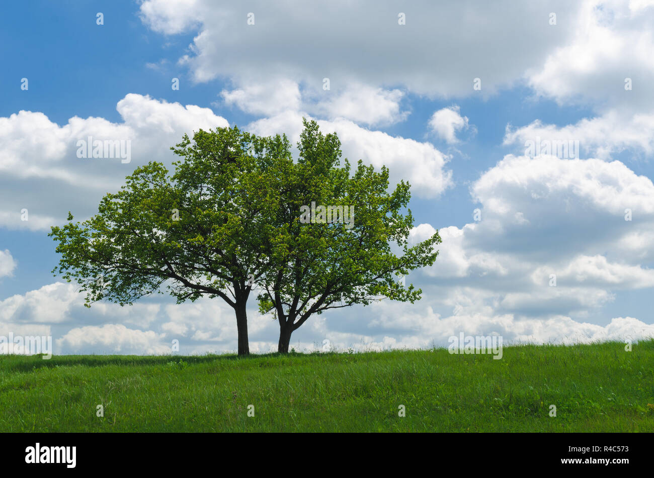 Two trees against the sky with clouds Stock Photo - Alamy
