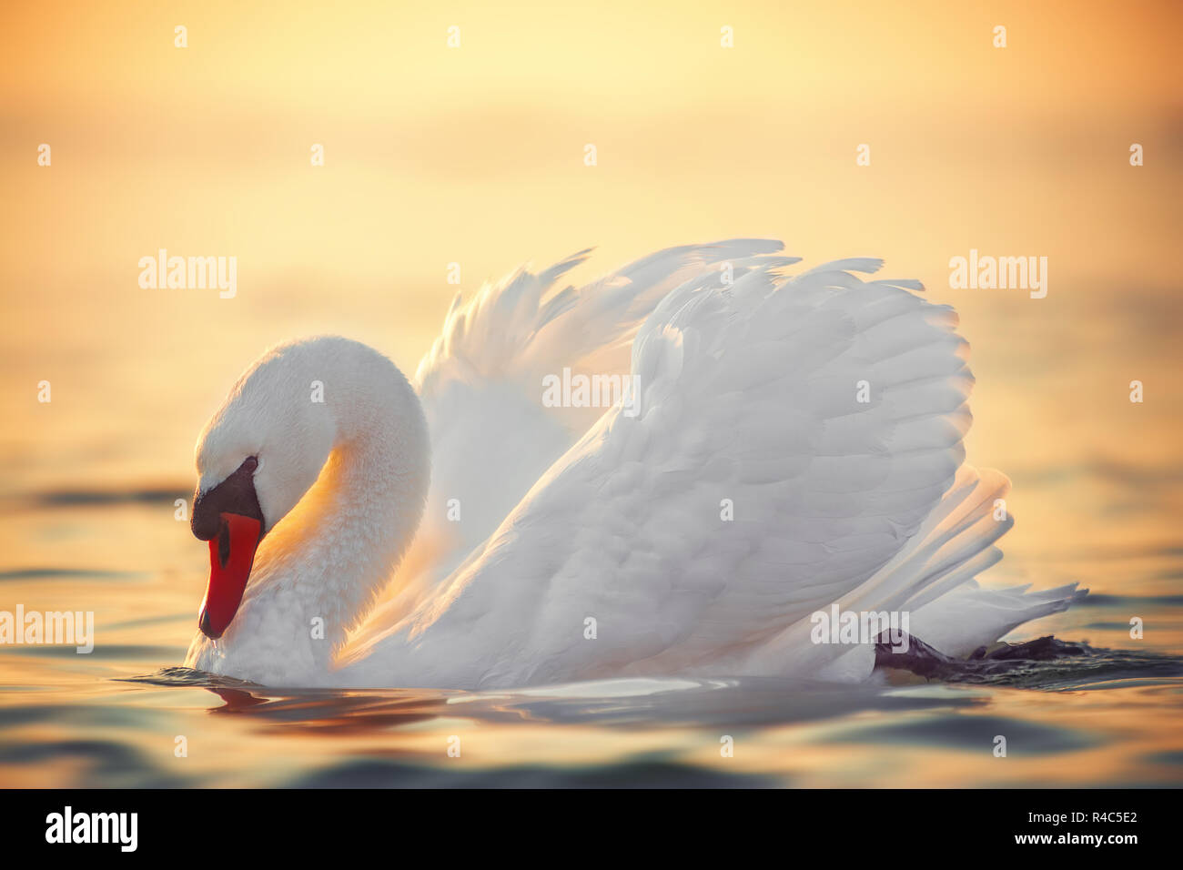 White swans in the sea,sunrise shot Stock Photo - Alamy