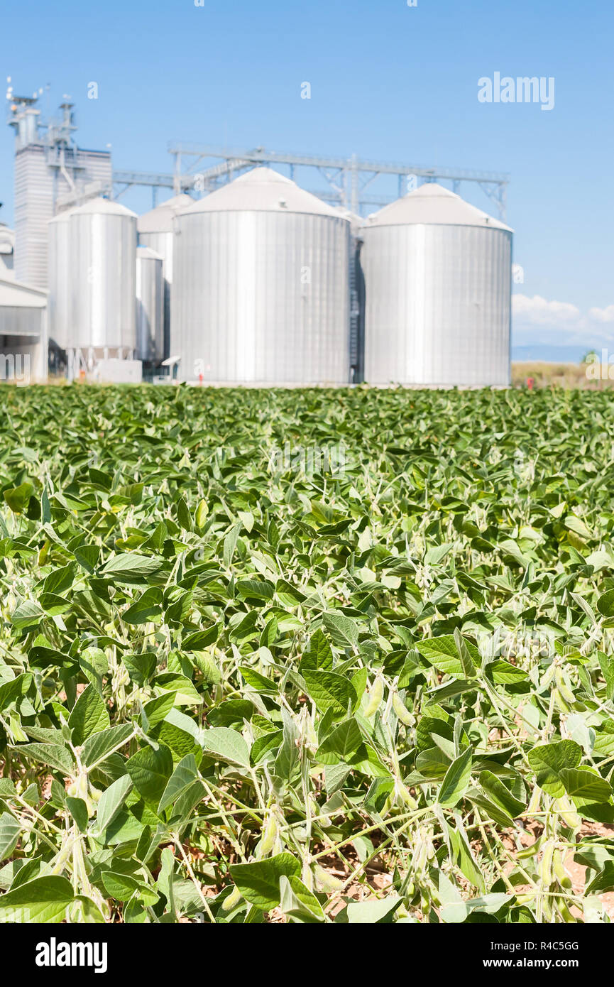 Soybean field stalk hi-res stock photography and images - Alamy