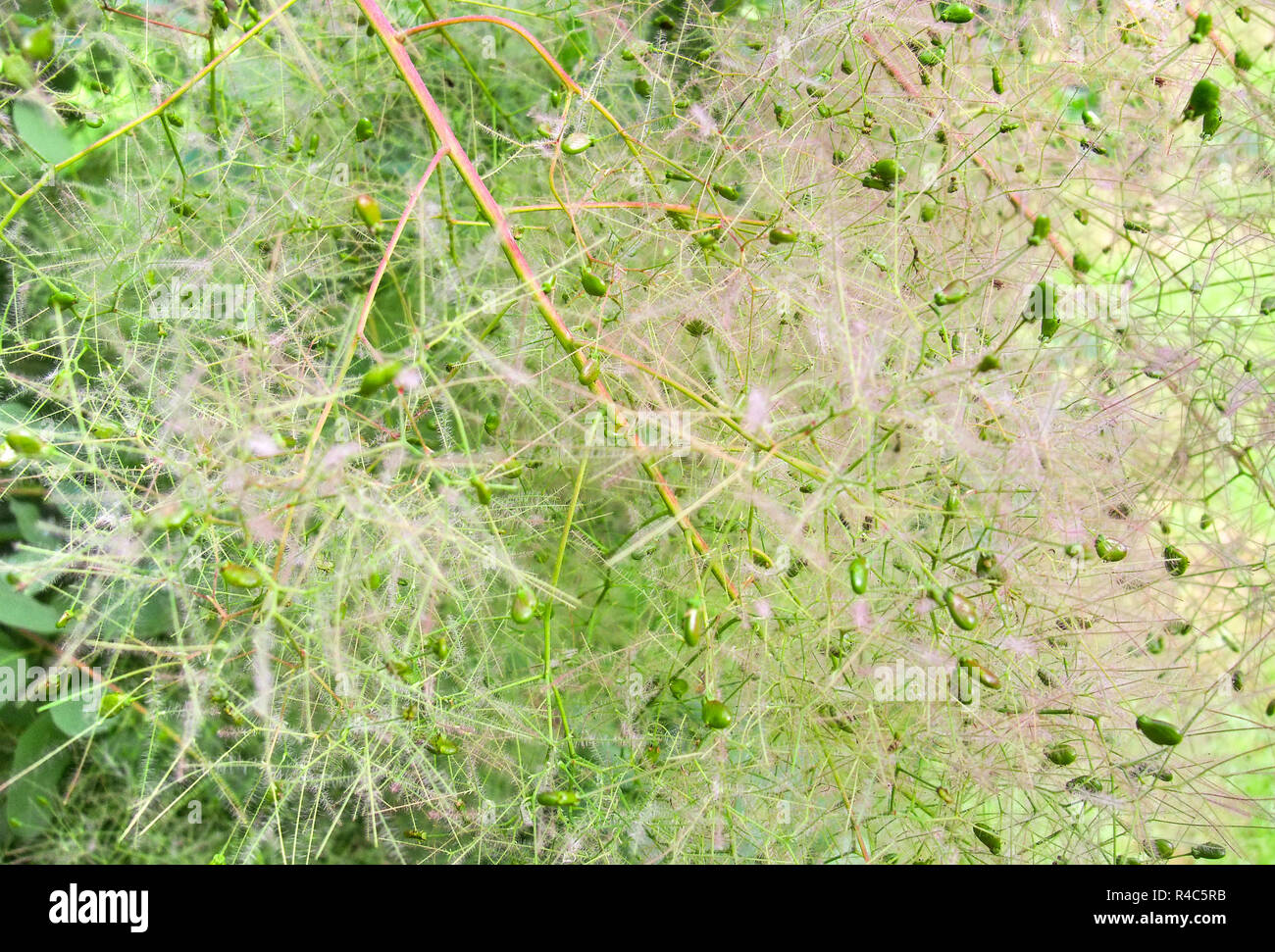 Entangled flowers hi-res stock photography and images - Alamy