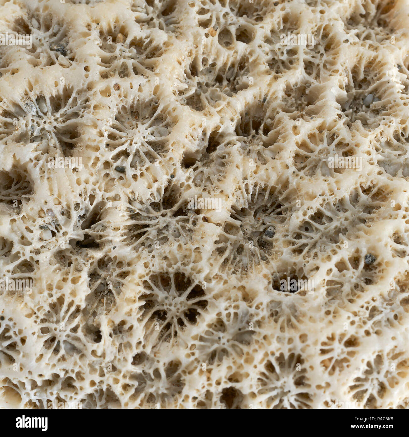 Porous coral structure hi-res stock photography and images - Alamy