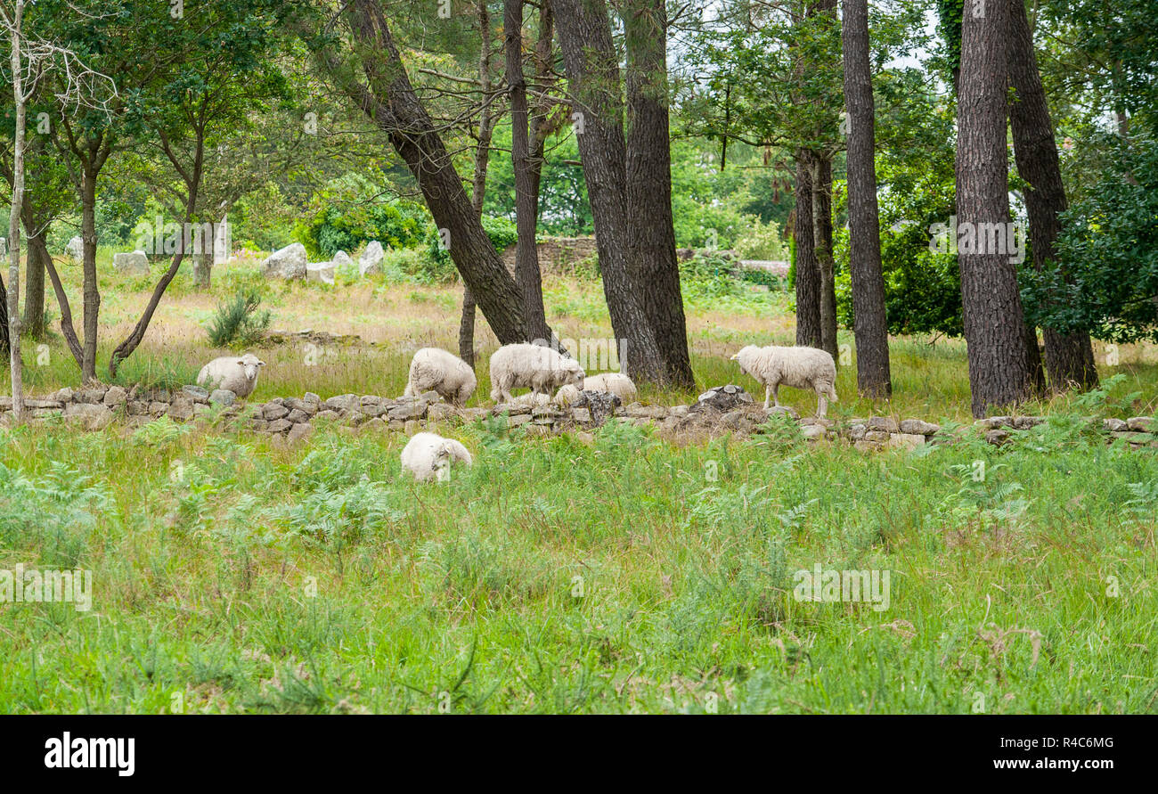 sheep in a forest Stock Photo - Alamy