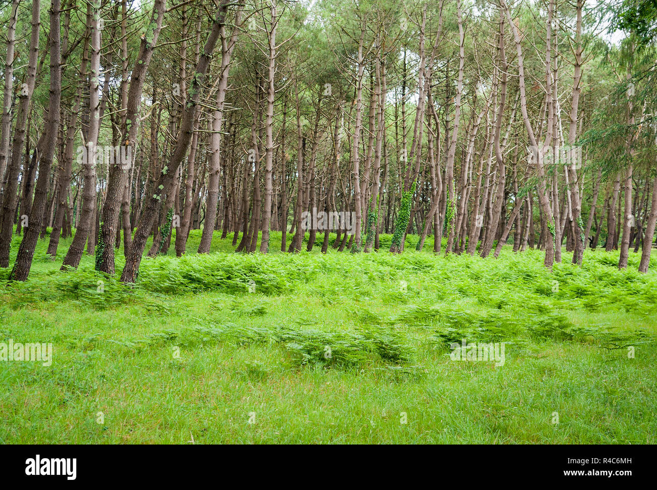 forest scenery in brittany Stock Photo - Alamy