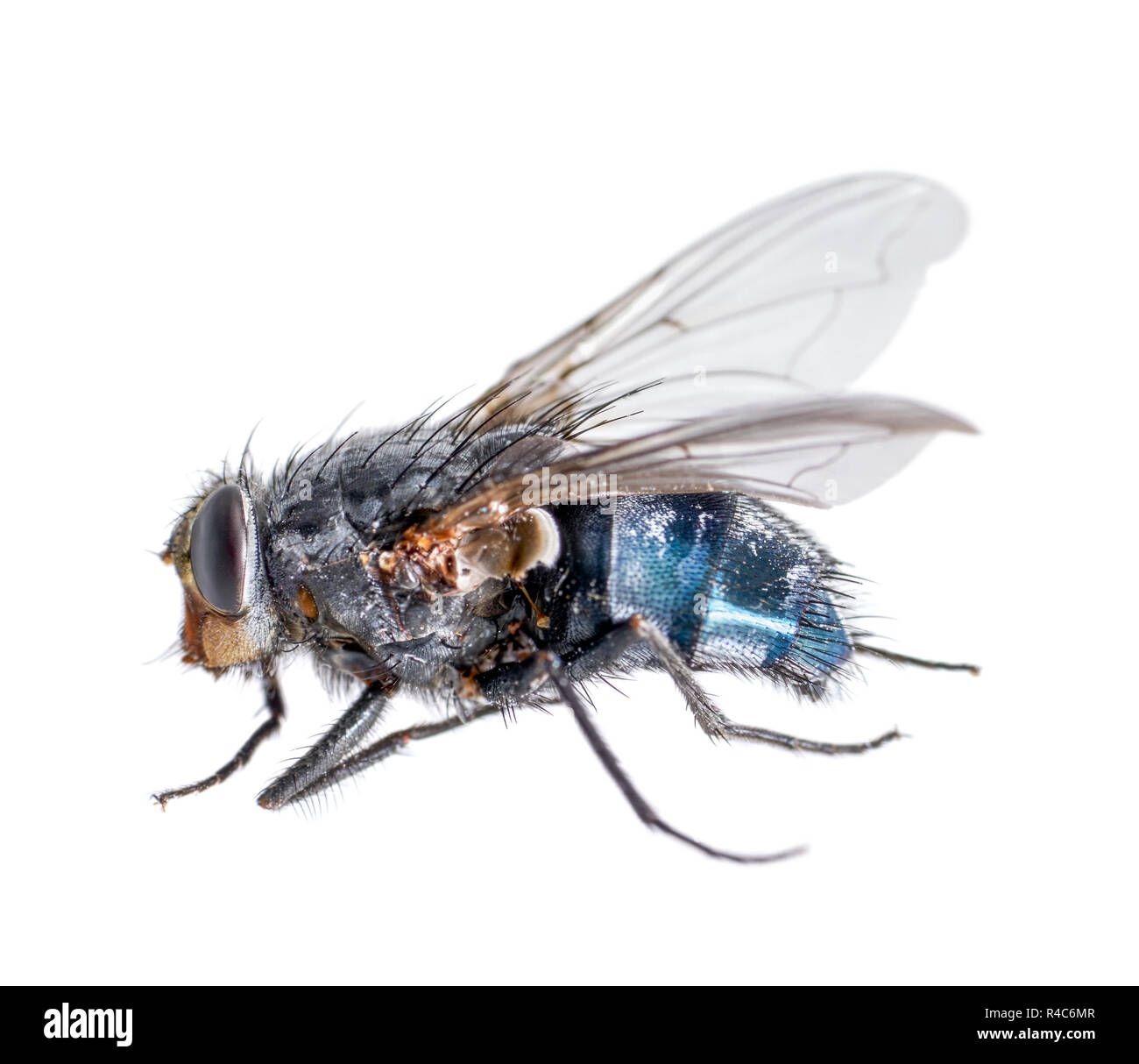 dead blue fly Stock Photo - Alamy