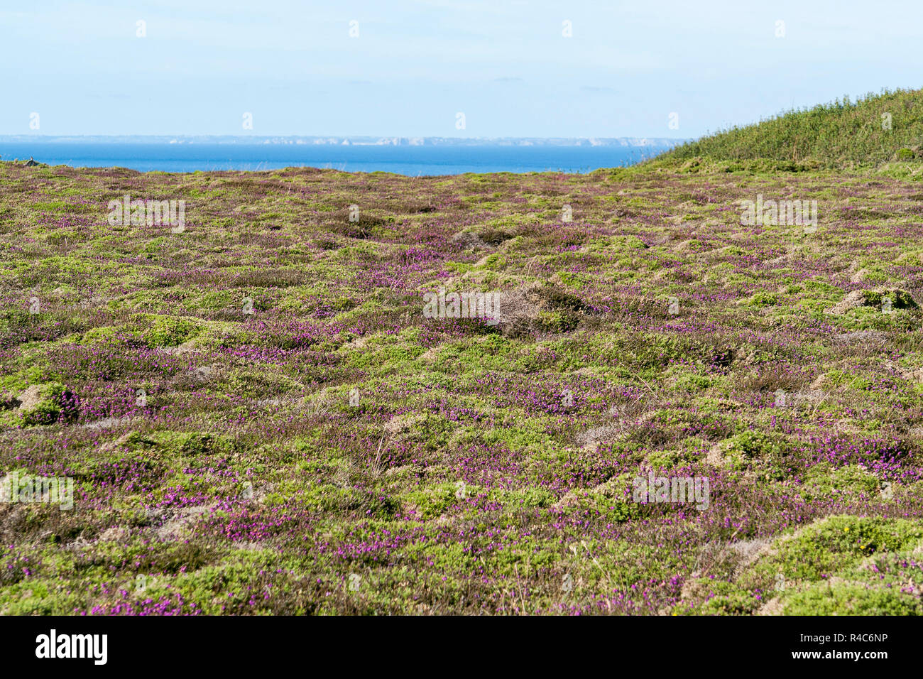 colorful heath vegetation Stock Photo - Alamy