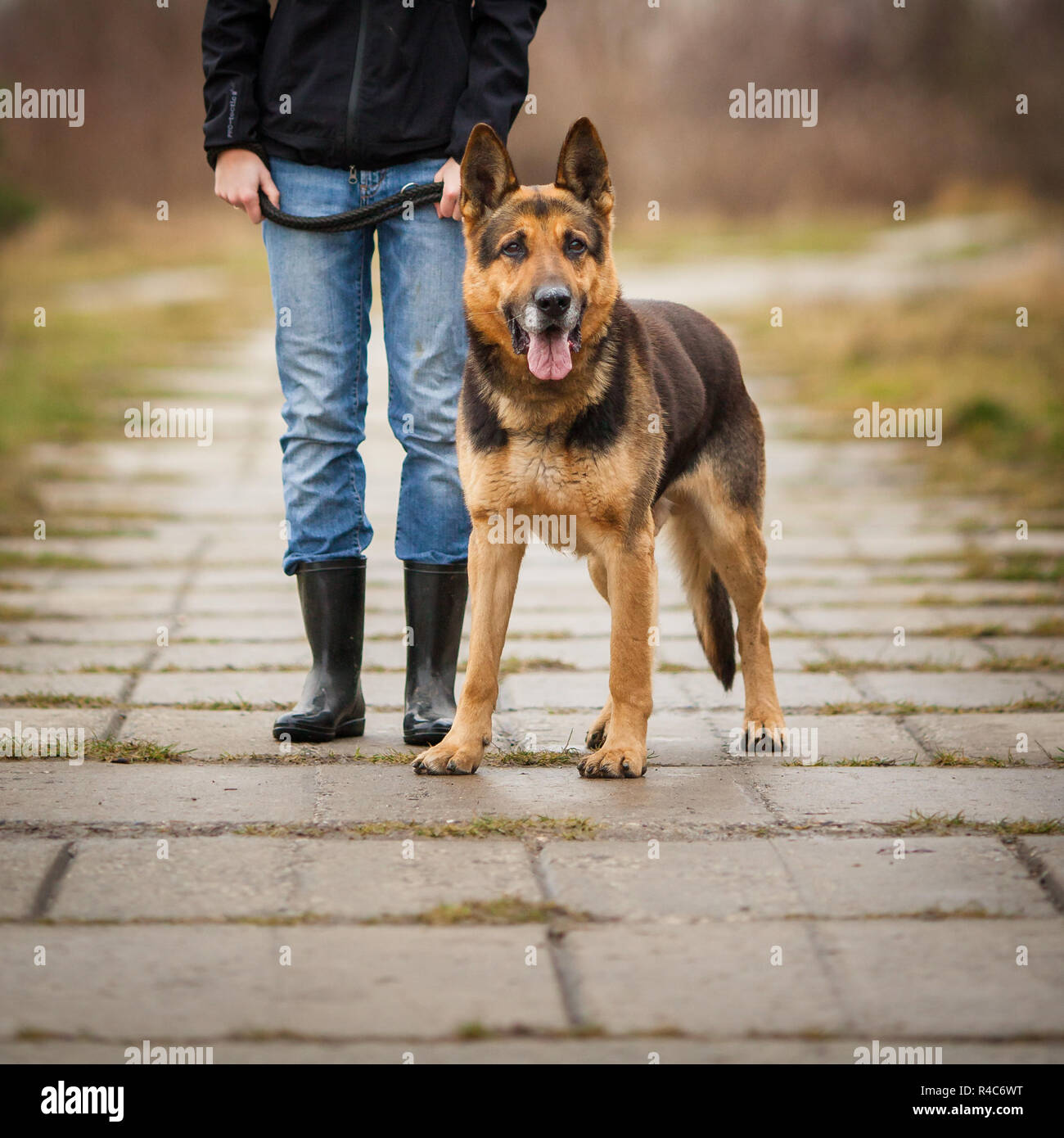 Master and her obedient (German shepherd) dog Stock Photo - Alamy