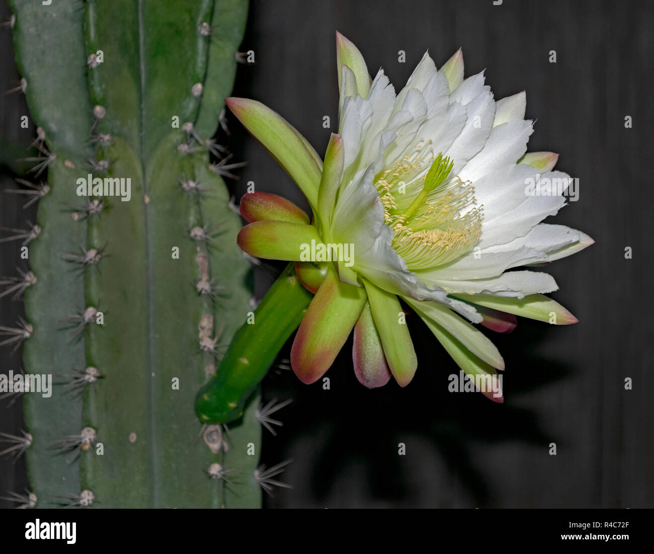 close up of night blooming cereus jamacaru mandacaru cactus flower ...