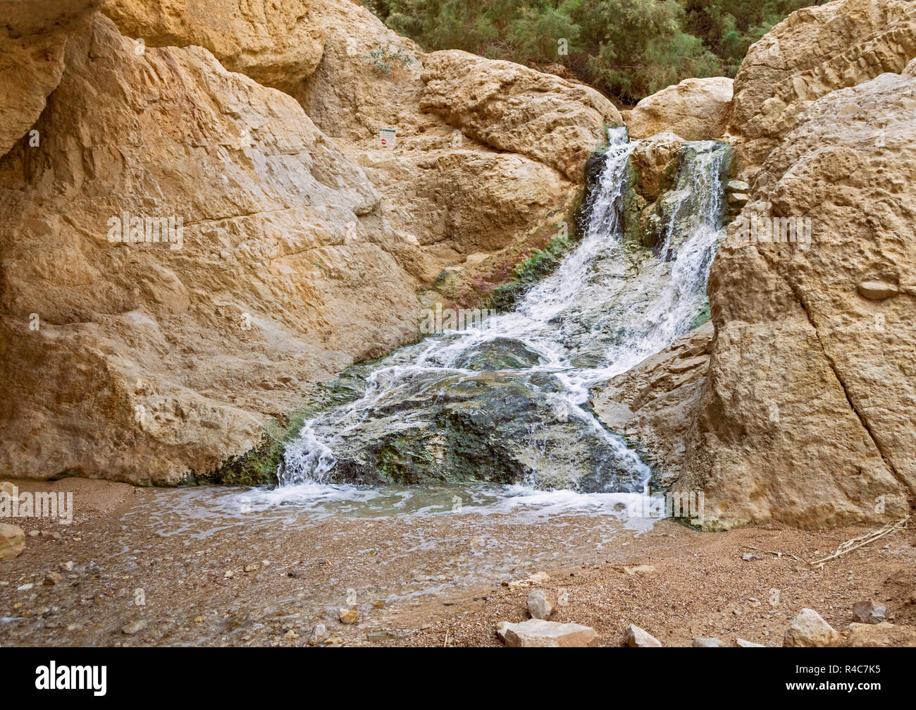 a lovely desert waterfall on wadi bokek canyon downstream from the bokek spring near the resort ...
