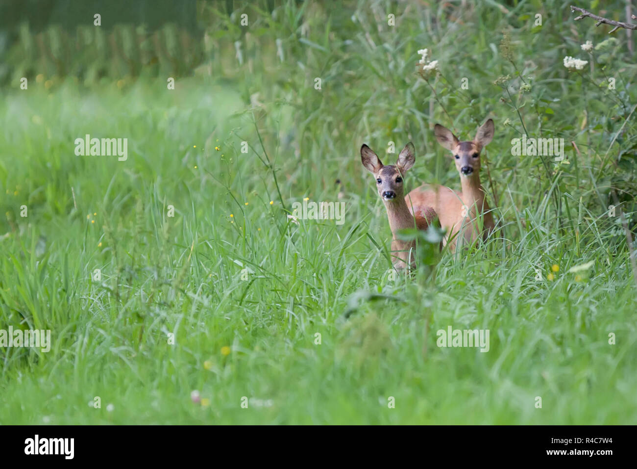 Roe deers resting hi-res stock photography and images - Alamy