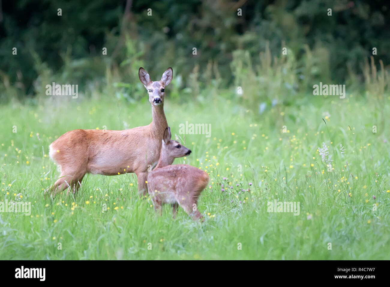 Roe-deer with baby in a clearing Stock Photo - Alamy