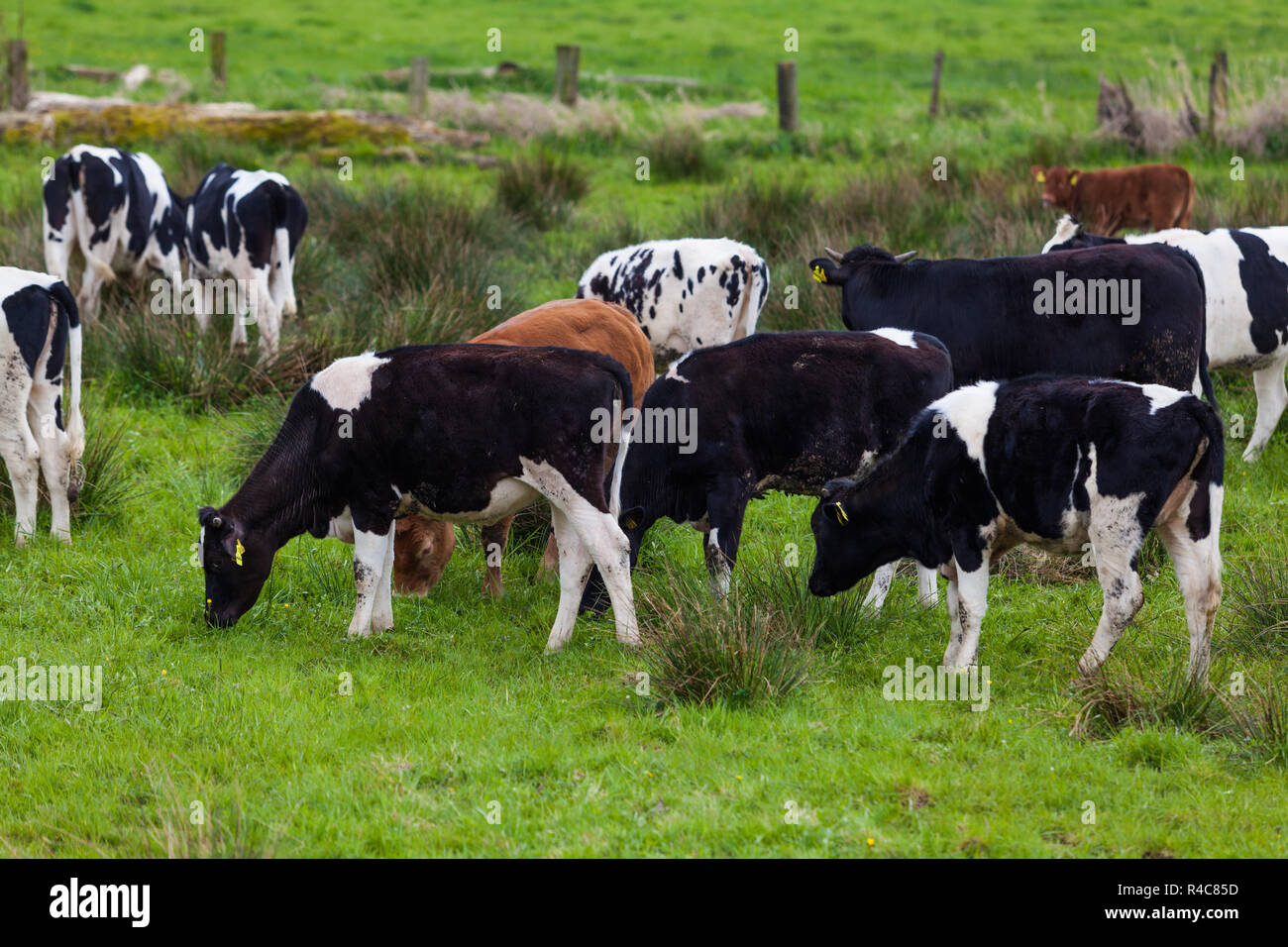 Herd of cows. Cows on a green field. cows on meadow Stock Photo - Alamy