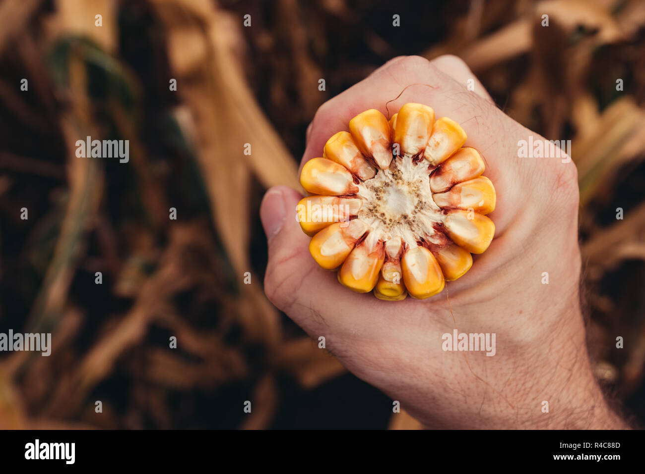 Farmer holding corn on the cob broken in half, concept of abundance and ...