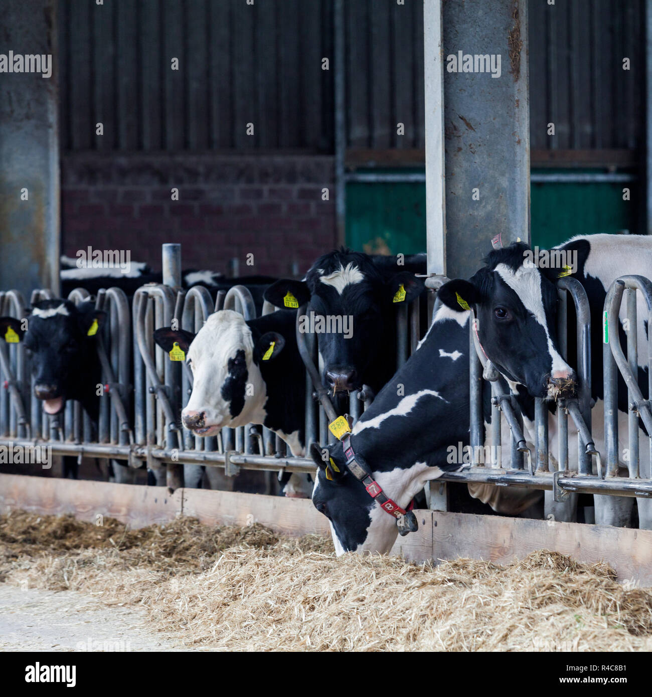 cows in a farm. Dairy cows in a farm Stock Photo - Alamy