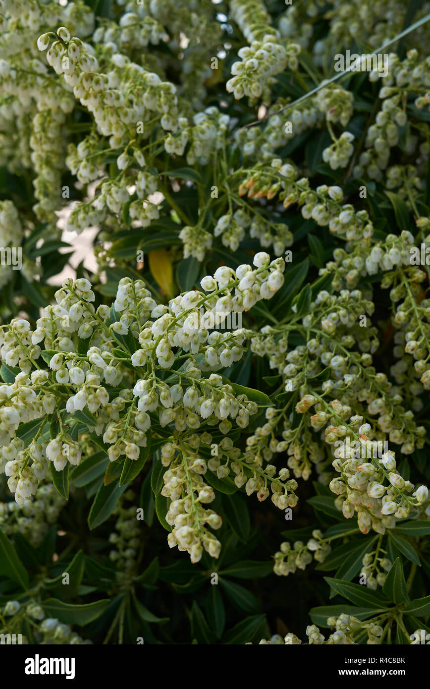 Dwarf pieris hi-res stock photography and images - Alamy