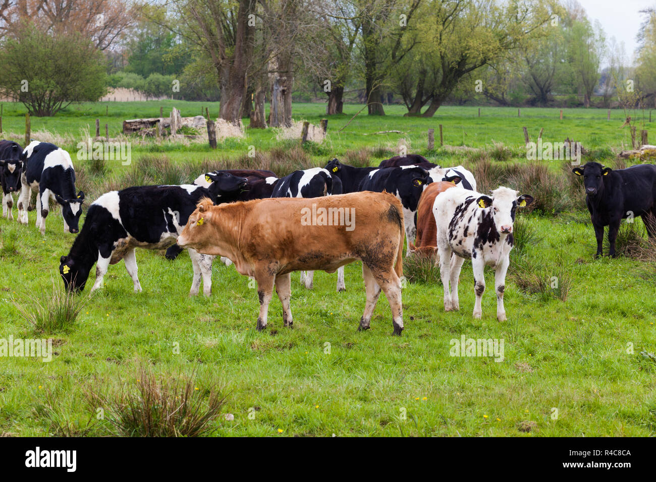Herd of cows. Cows on a green field. cows on meadow Stock Photo - Alamy