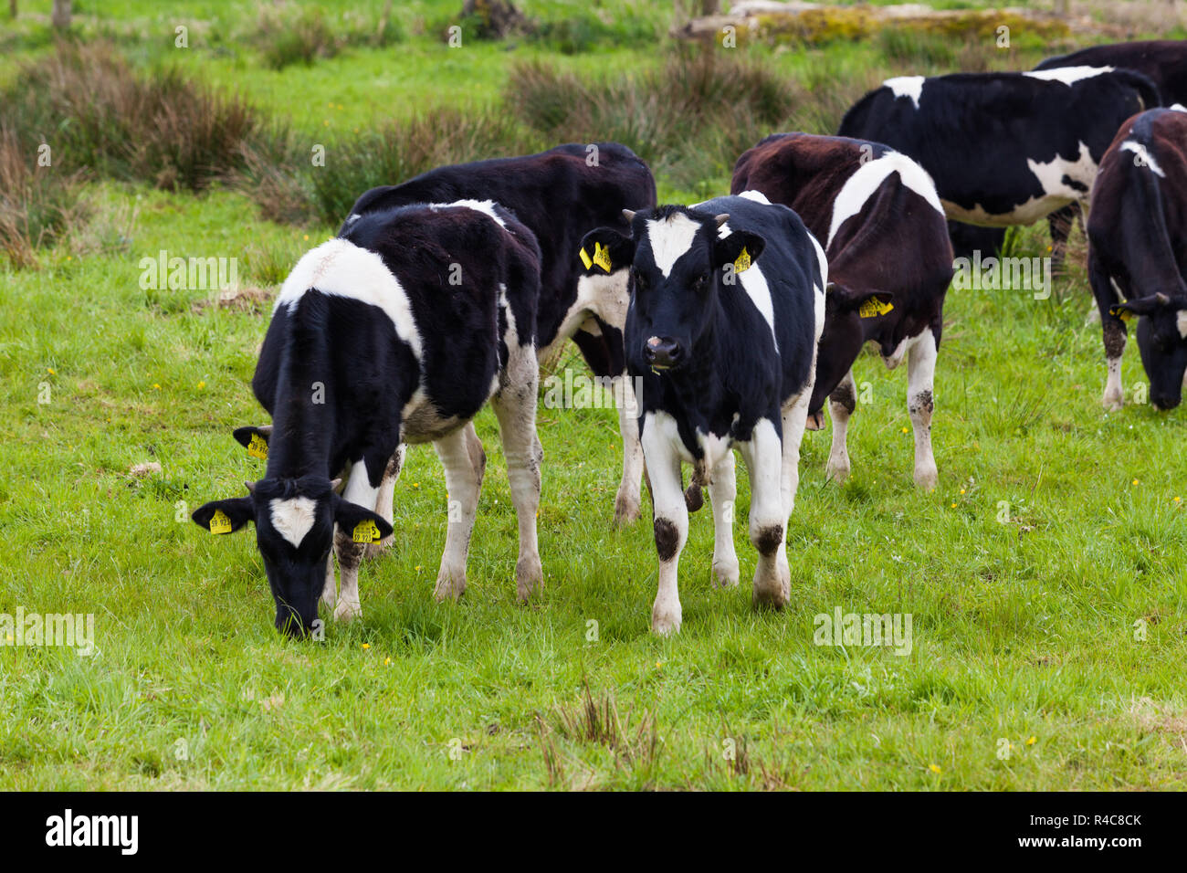 Herd of cows. Cows on a green field. cows on meadow Stock Photo - Alamy
