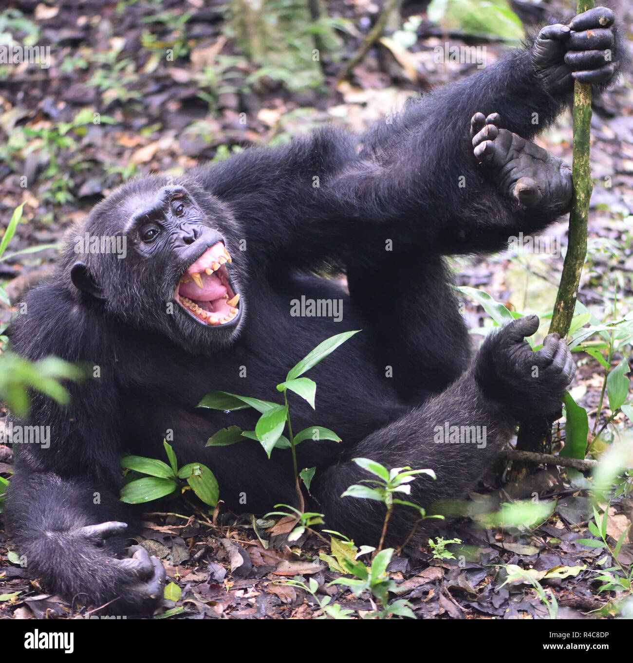 Displaying teeth hi-res stock photography and images - Alamy