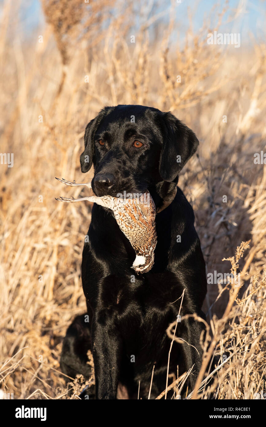 A Black Lab Quail Hunting in Kansas Stock Photo - Alamy