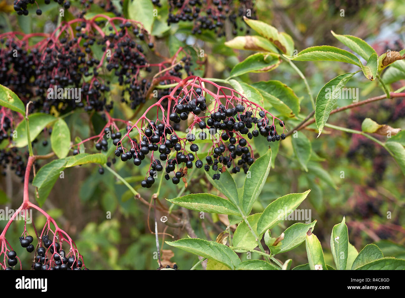 Sambucus nigra fruit Stock Photo - Alamy