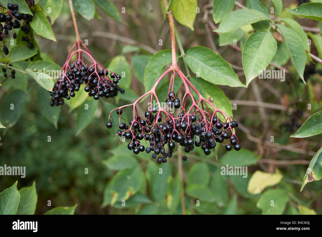 Sambucus nigra fruit Stock Photo - Alamy