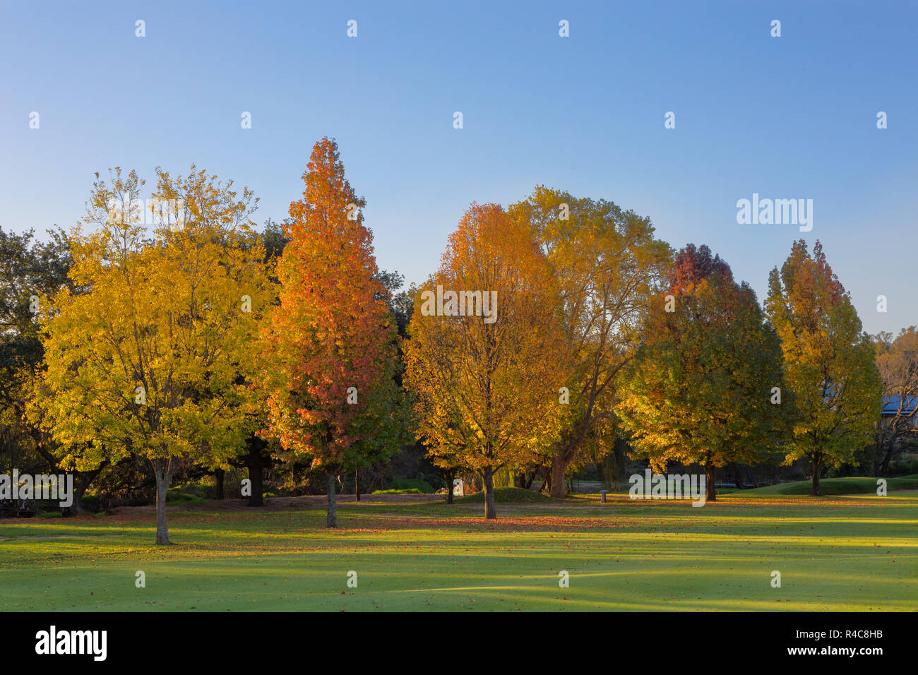 Autumn colour trees Stock Photo - Alamy