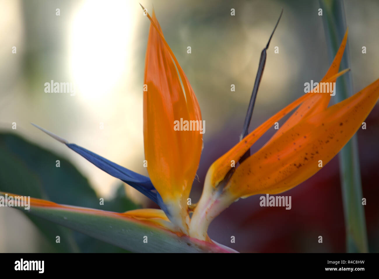 Heliconia psittacorum yellow parrot hi-res stock photography and images ...