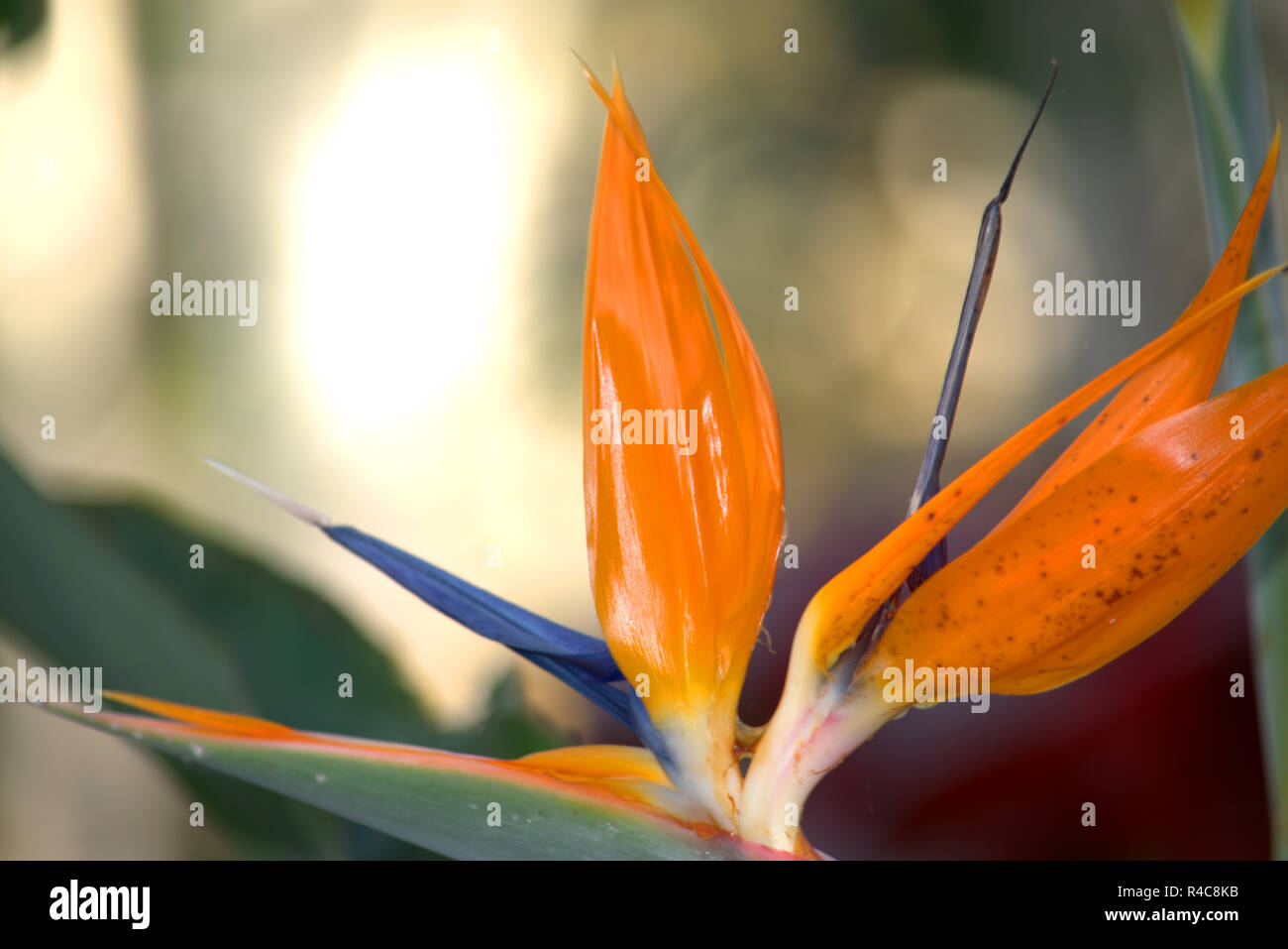 Heliconia psittacorum or Parrot Plant Stock Photo - Alamy