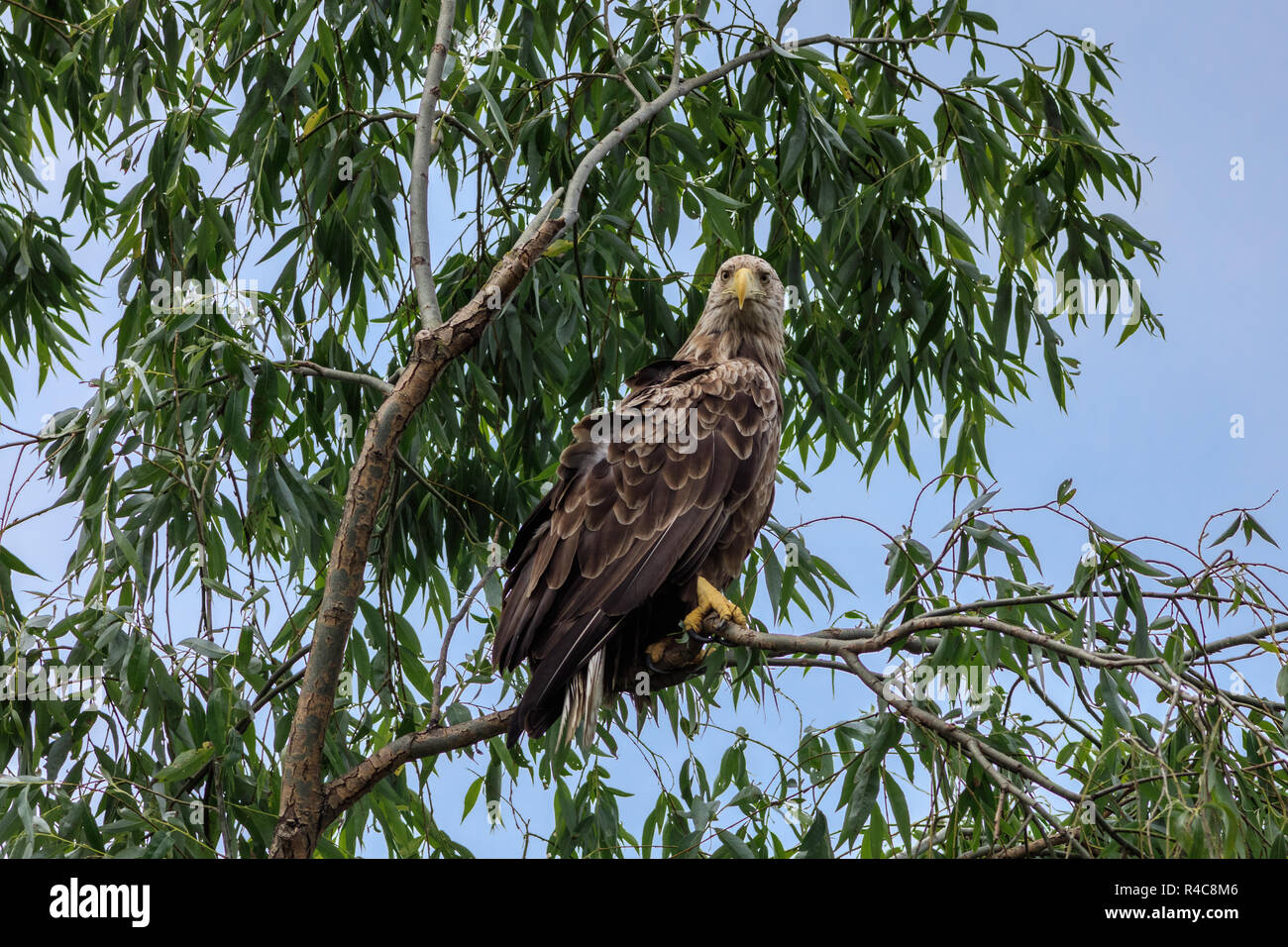 white tailed eagle in tree. Danube Delta Romania Stock Photo - Alamy