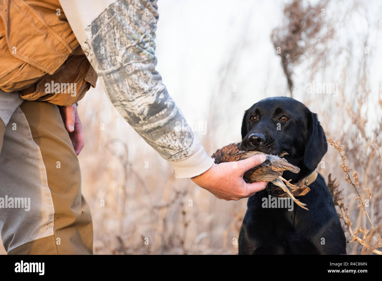 A Black Lab Quail Hunting in Kansas Stock Photo - Alamy