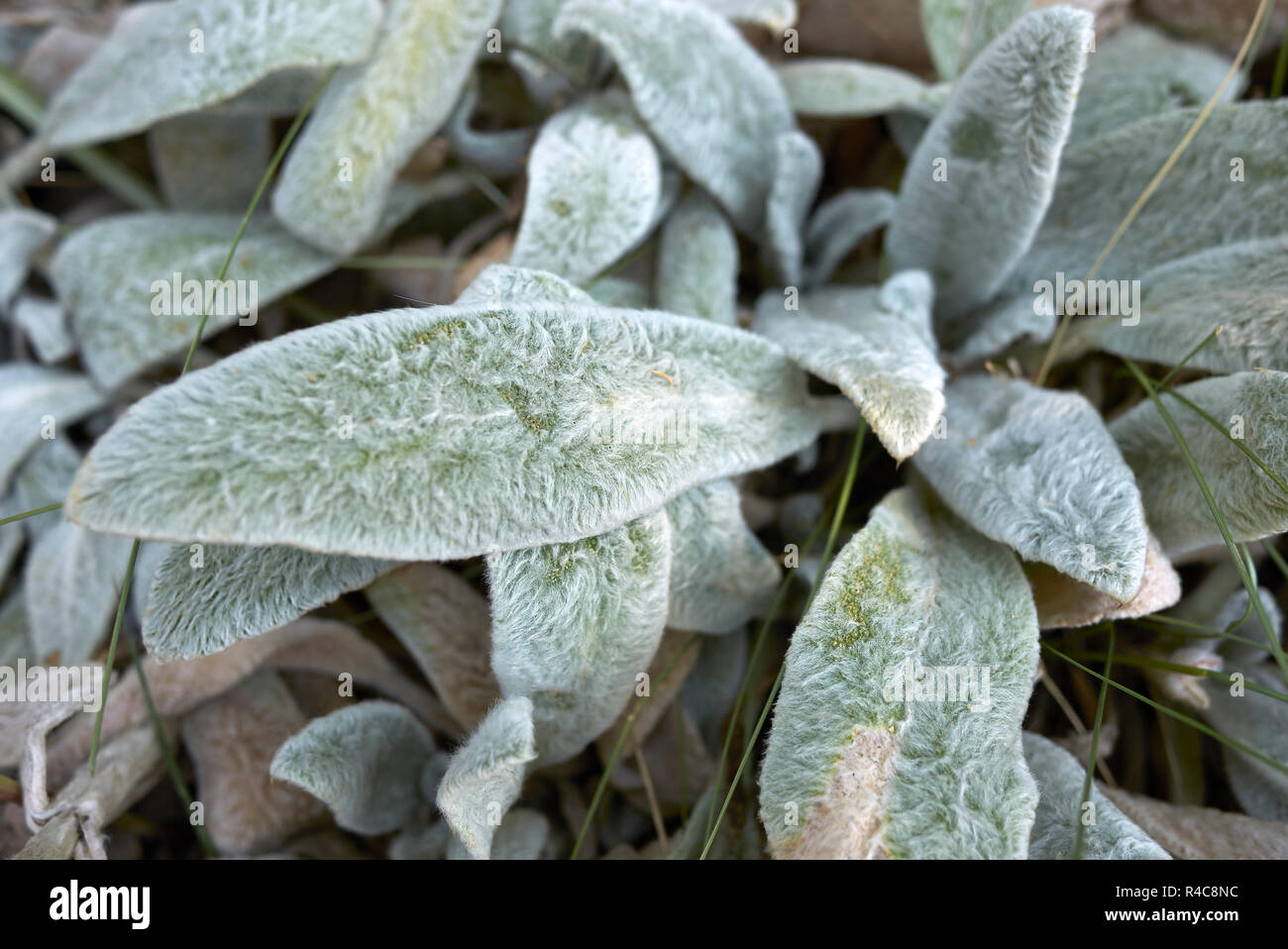 Stachys byzantina leaves close up Stock Photo - Alamy