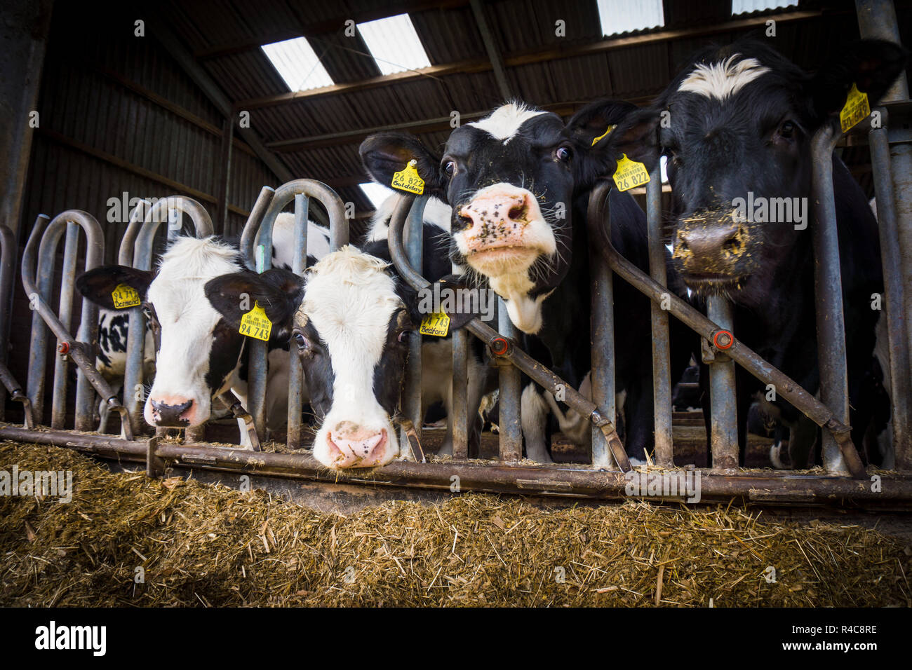 cows in a farm. Dairy cows Stock Photo - Alamy