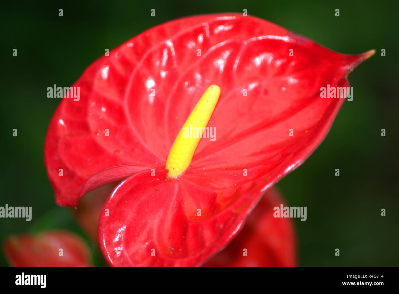 Red spathiphyllum flower or spathe Stock Photo - Alamy