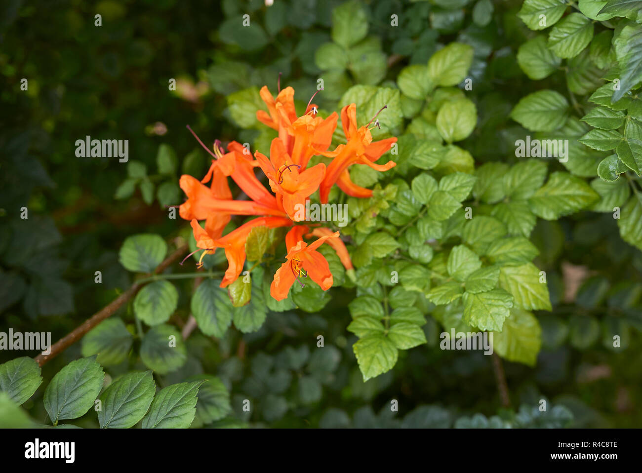 Bignonia capensis hi-res stock photography and images - Alamy
