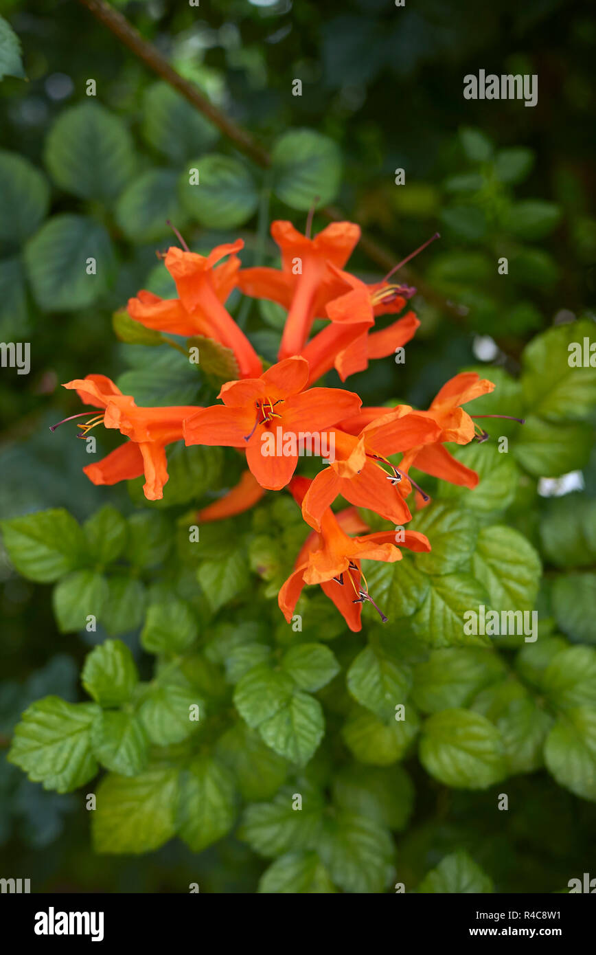 Bignonia capensis hi-res stock photography and images - Alamy