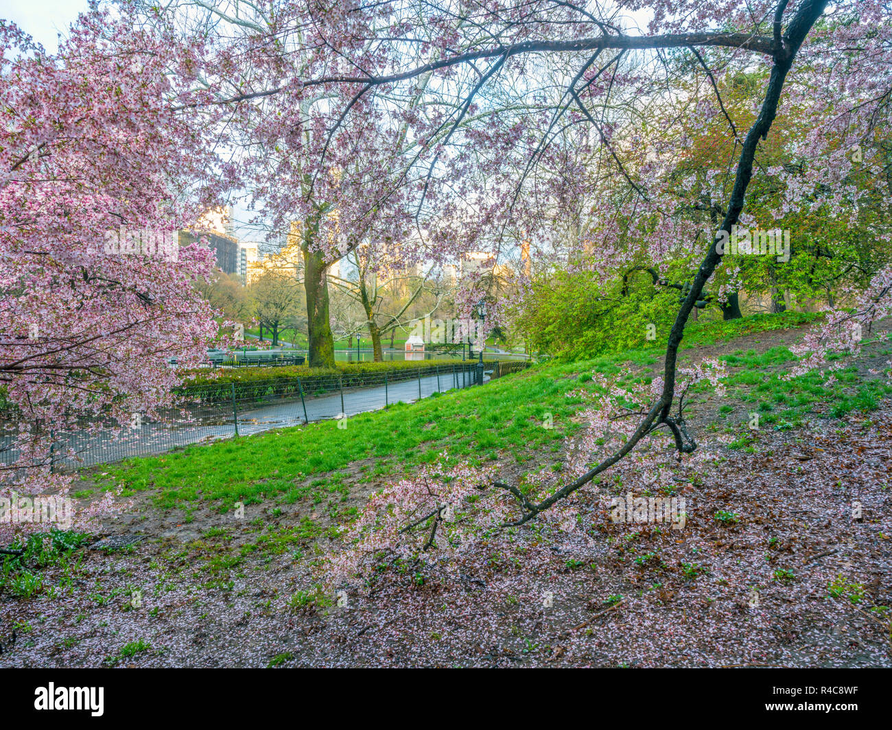 Central Park, Manhattan, New York City in spring Stock Photo - Alamy