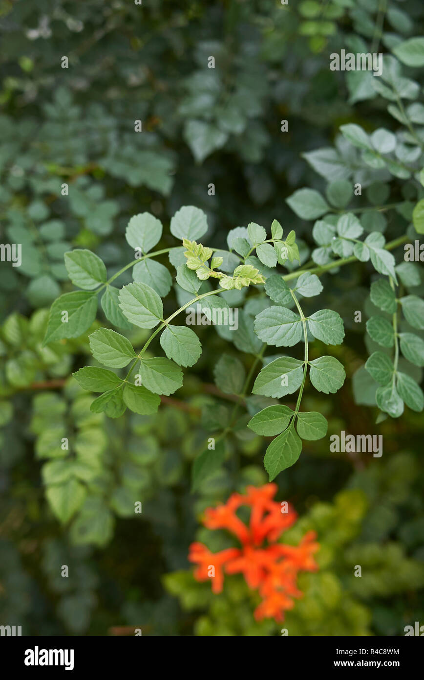 Bignonia capensis hi-res stock photography and images - Alamy