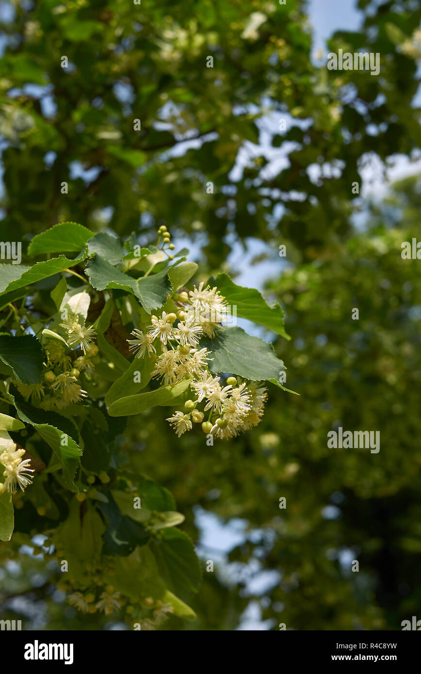 Lime trees in flower hi-res stock photography and images - Alamy