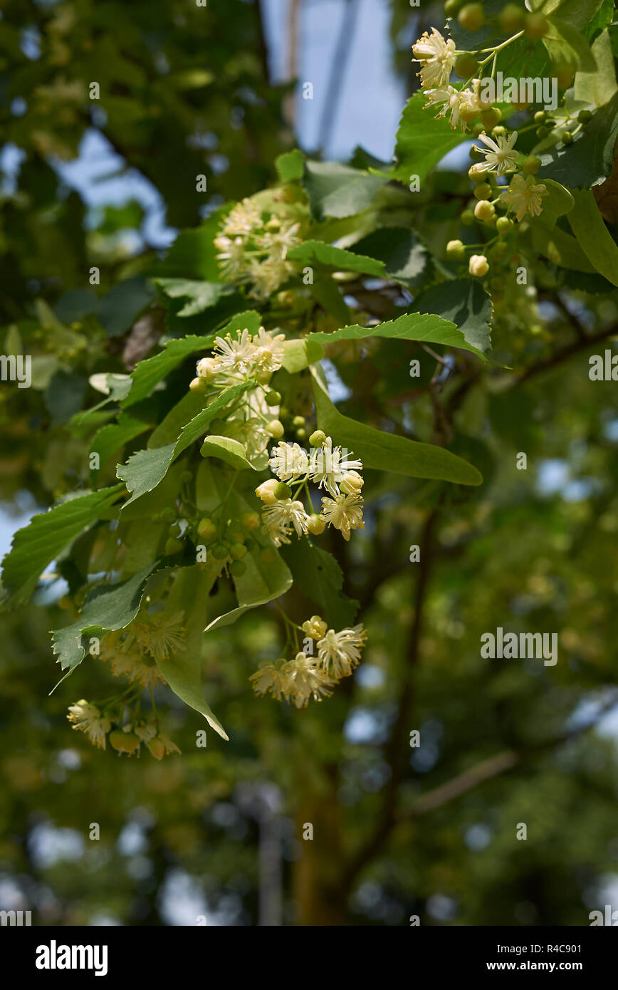 Tilia tree in bloom Stock Photo - Alamy