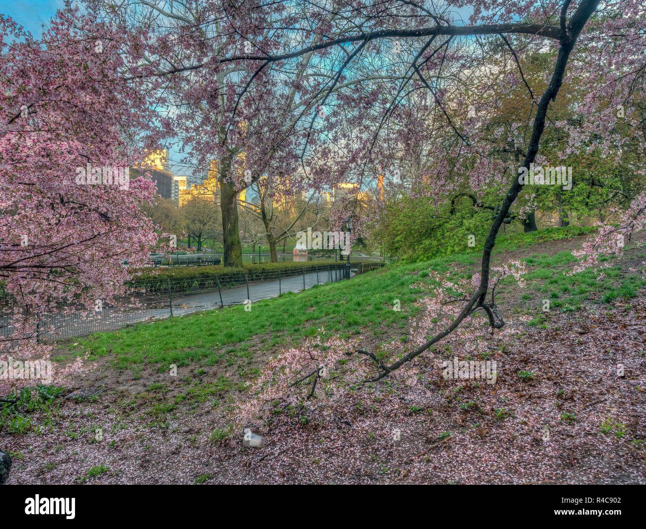 Central Park, Manhattan, New York City in spring Stock Photo - Alamy