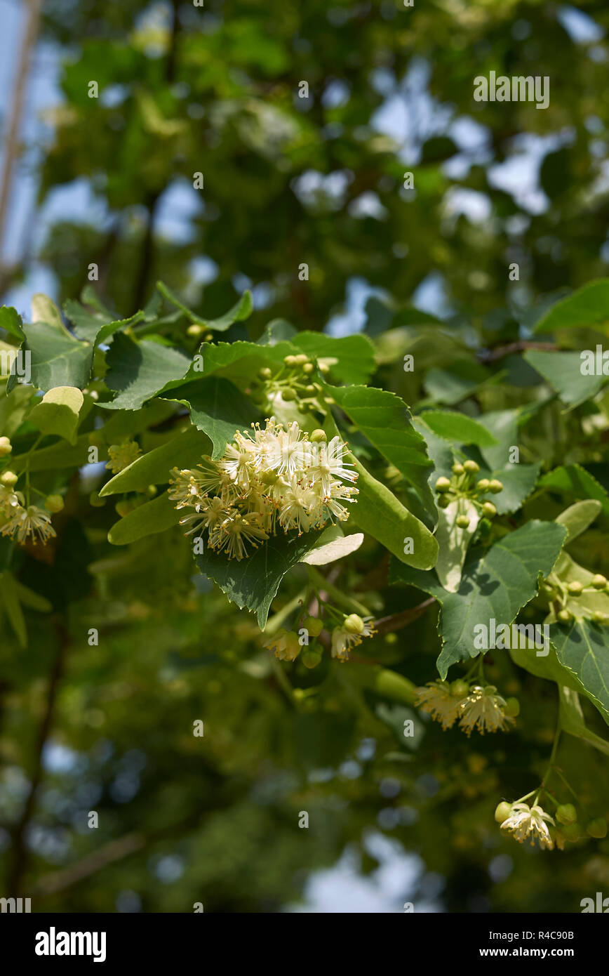 Lime trees in flower hi-res stock photography and images - Alamy