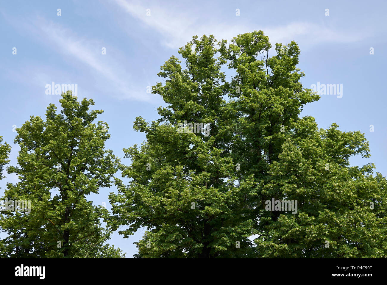 Tilia trees in bloom Stock Photo - Alamy