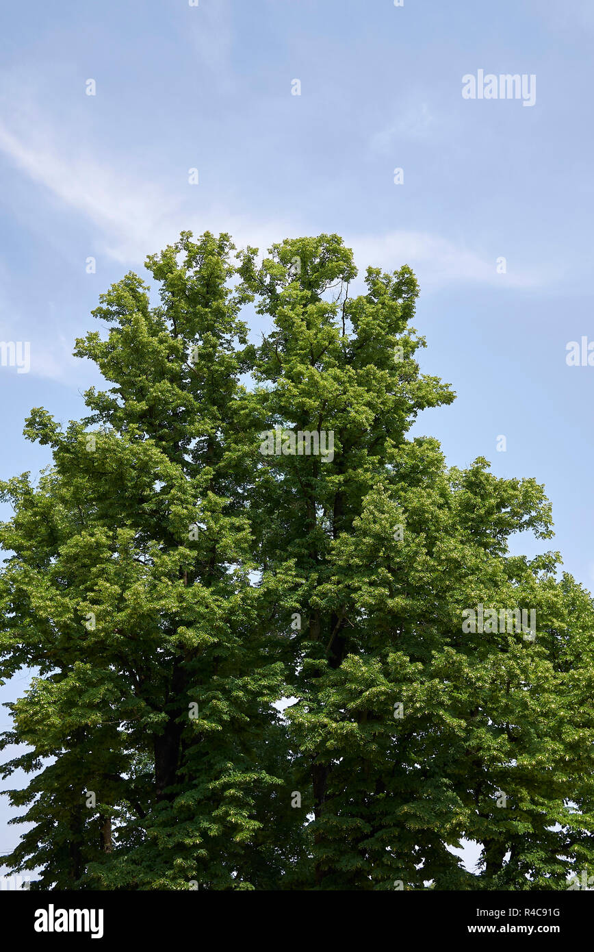 Tilia trees in bloom Stock Photo - Alamy