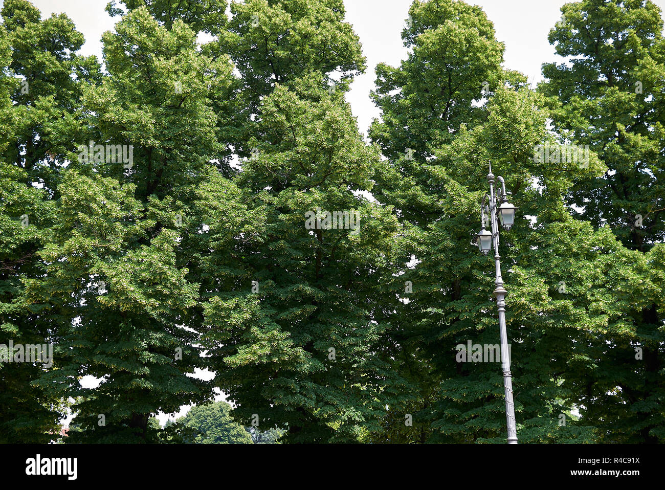 Tilia trees in bloom Stock Photo - Alamy